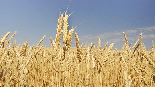 Ensuring compliance with quality & safety standards at food processor ...